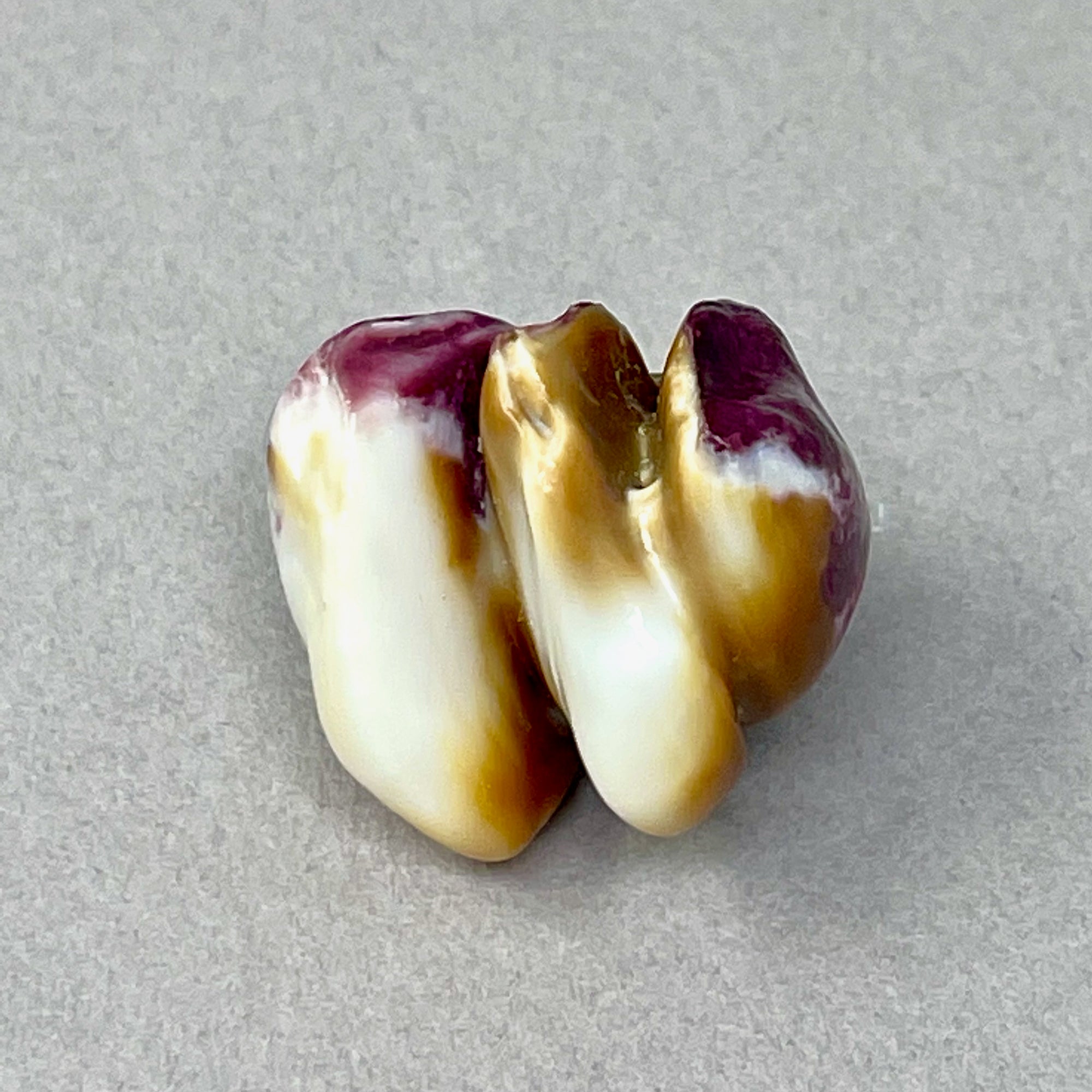 giant natural, wild found spondylus calcifer pearl – Kojima Pearl